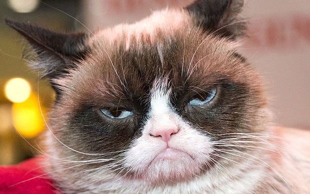 10 Things Cats Over 30 (in cat years) Should NEVER DO | by Robin Reiser ...