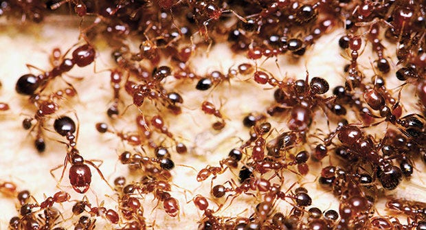 Infestation of Deadly Fire Ants: Understanding the Threat | by Leony S ...