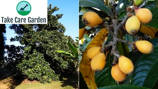 Nespera Eriobotrya japonica: características e cultivo | by Take Care ...