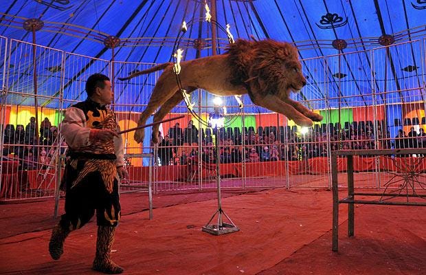 Circus Entertainment Gone Wrong. Jumping through hoops, doing tricks ...