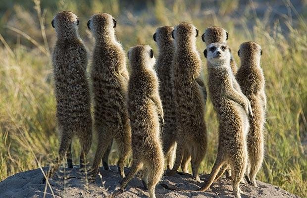 Meerkat Vs Bird