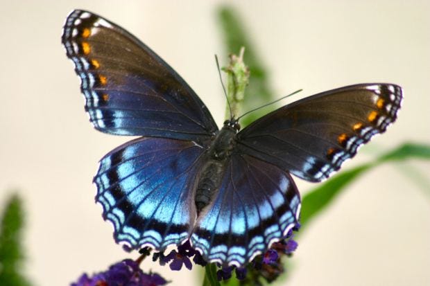 The 3 Stages of Polyamory: Caterpillar, Chrysalis and Butterfly | by ...