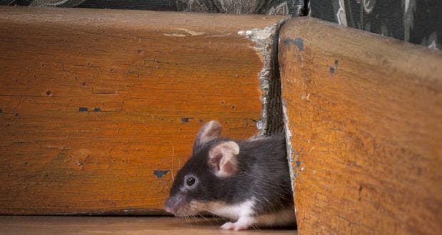 How Do Mice Flatten Themselves? | TermMax Pest Control | Medium