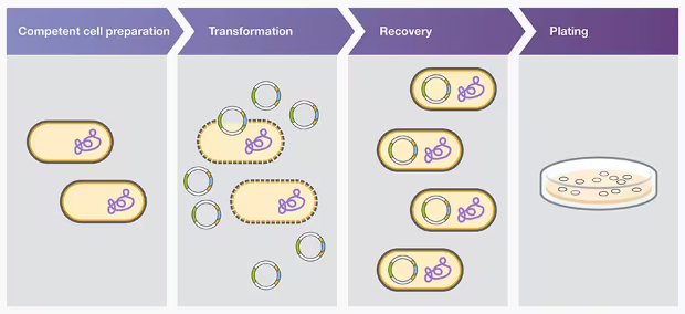 Syn Bio — p.10: Molecular Cloning — Transfer of Cloned DNA into a Cell ...