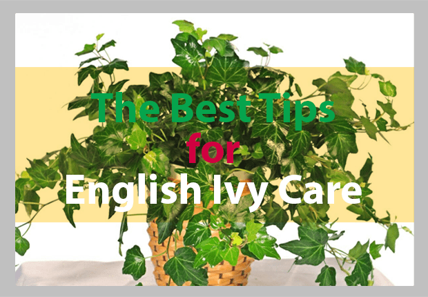 Good Tips For English Ivy Care. You have probably seen English Ivy ...