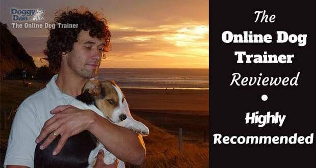 The Dog Trainer Online Review. INTRODUCTION | by Julia Charl | Medium