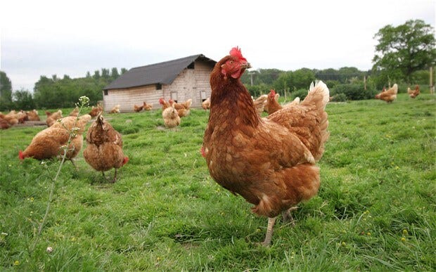 The Art of Kienyeji Chicken Farming: Traditional Methods and Modern ...