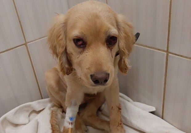 ewfwef. ewfwef | by Change.org | Medium