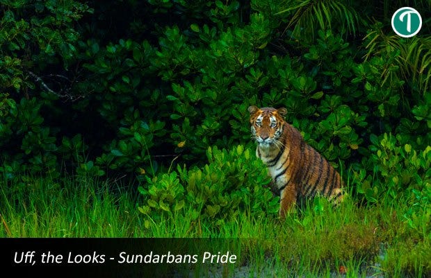 Sundarban Tour Package from Canning | by SUMAN GHOSH | Jun, 2023 | Medium