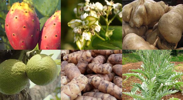 6 more super crops with strong nutritional properties | by UN Food and ...