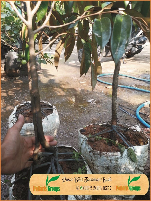 0822.2083.0527 (Tsel) Jual Bibit Durian Musang King Di Malang ...
