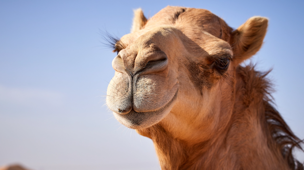 Dubai’s Camel Cloning Industry Expands: A Step Towards Genetic ...