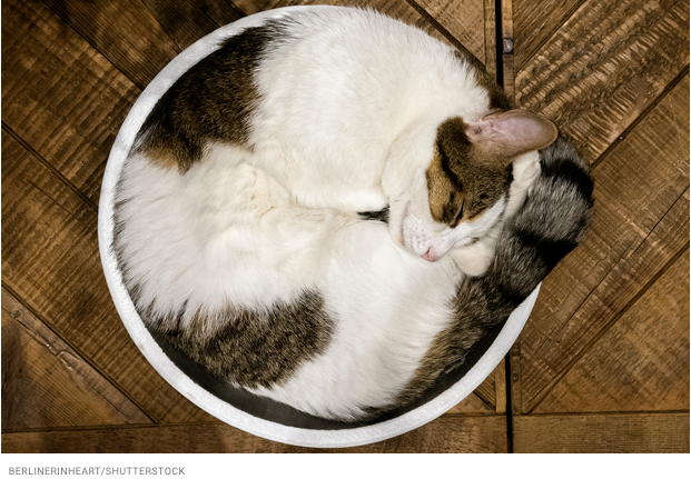 Cats and Self-Awareness - S. W. Lawrence, MD - Medium