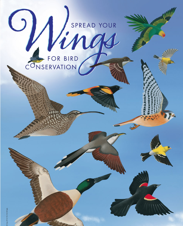 Building an End-to-End Bird Detection System: A Journey from Model Development to Deployment on ...