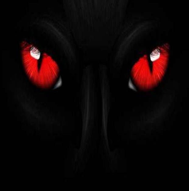 THOSE RED EYES. I had never seen such a bird. Its whole… | by ...