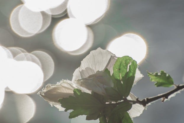 Why Digital Composition?. Summer 2019 @ the Community College of… | by ...