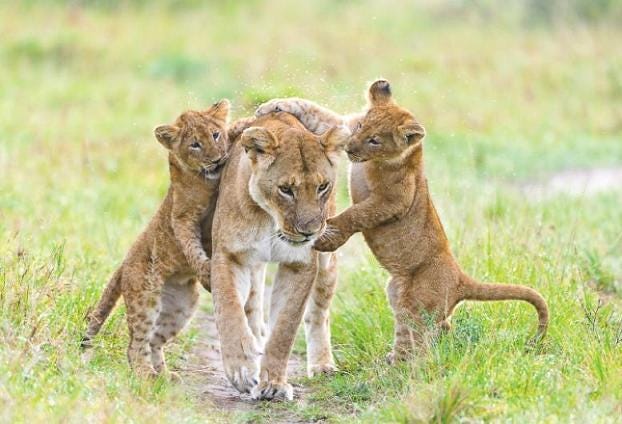 Top Safari Tours Deals you Cannot Miss this 2021 | by Gilbert Mutai | Medium