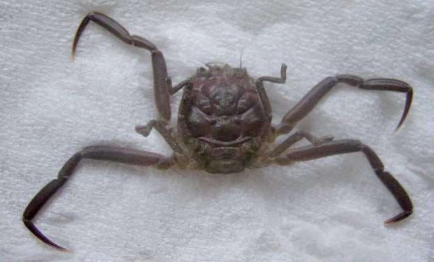 How Japan Accidentally Evolved A Species Of Crab With Samurai Faces ...