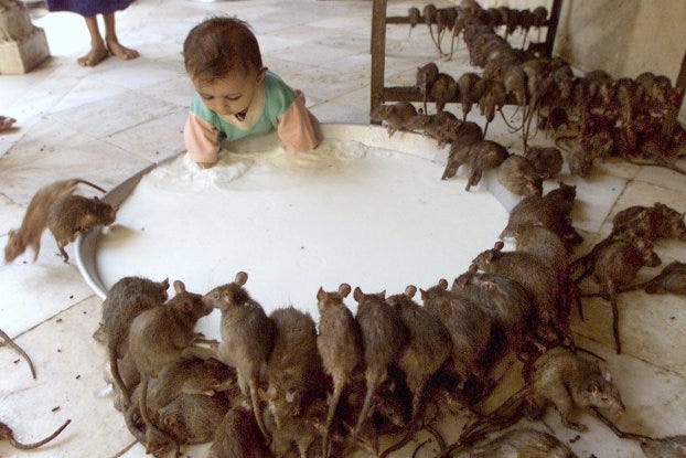 People Are Worshiping Rats. At Karni Mata temple in Rajasthan, rats ...