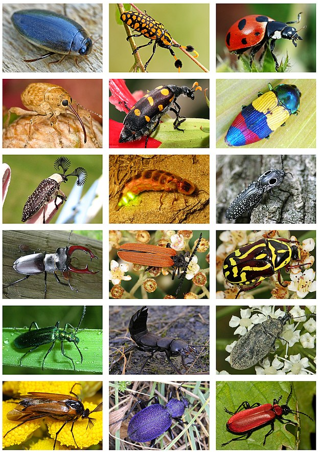 Creepy Crawlies. Life in the suburbs | by Angie Kiehne | Medium
