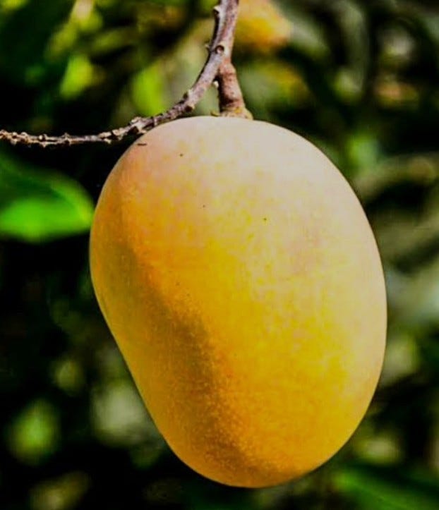 Musings on a Mango 🥭. It all started with a bite… | by Léna Peace | Apr ...