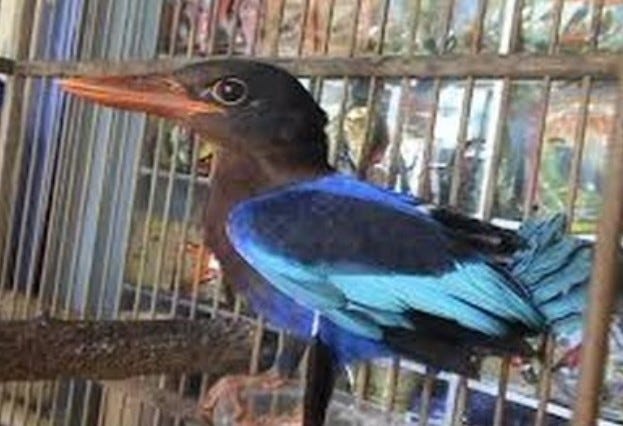 Makanan Untuk Burung Tengkek. Kembali masih berjumpa bersama kami… | by ...