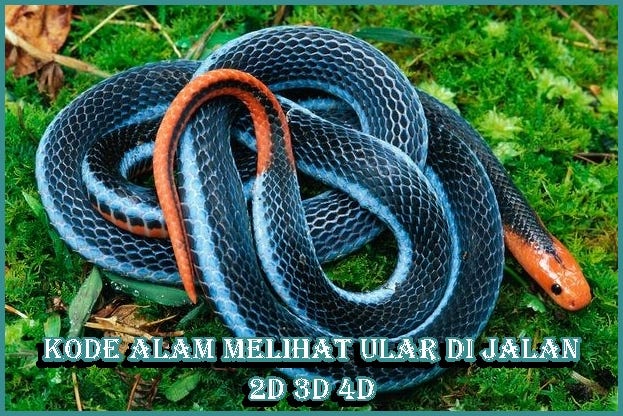 44 Rahasia Kode Alam Ular 2D 3D 4D: Tafsir dan Maknanya | by Timothy ...