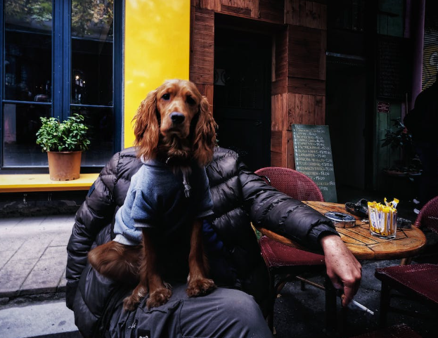 Cuteness Overload: How to Care for Your Adorable English Cocker Spaniel ...