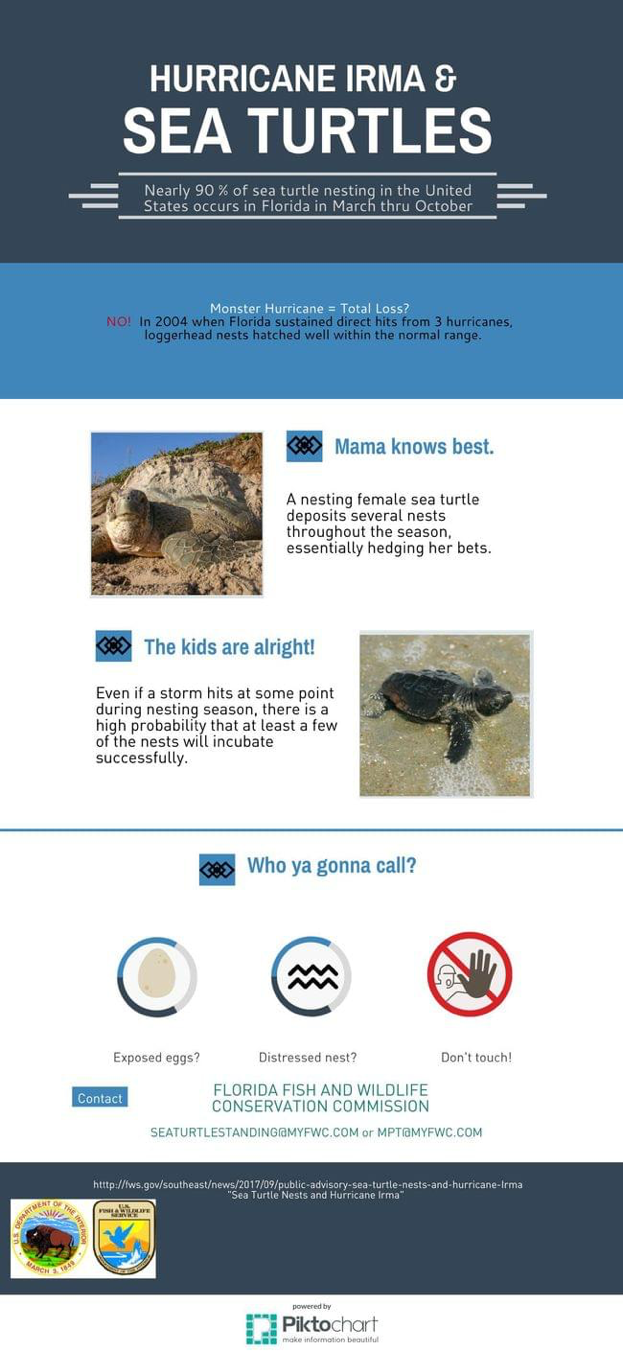 Hurricanes and Sea Turtle Nesting | by fiorella ruiz | Medium