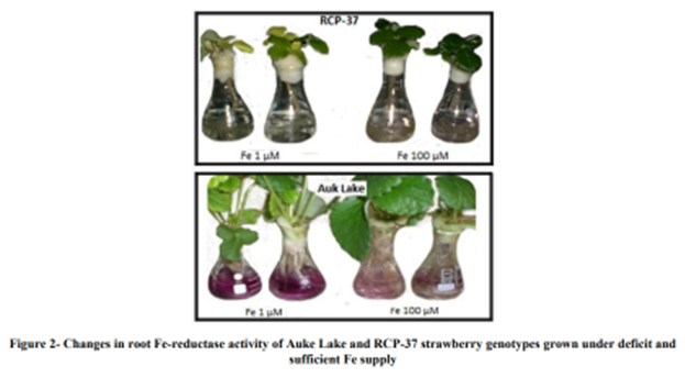 Screening of Wild Strawberry Germplasm for Iron-deficiency Tolerance ...