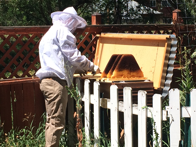 Can Your Bees Last for a Year Away? | by Jay Jay Jeffery | Medium