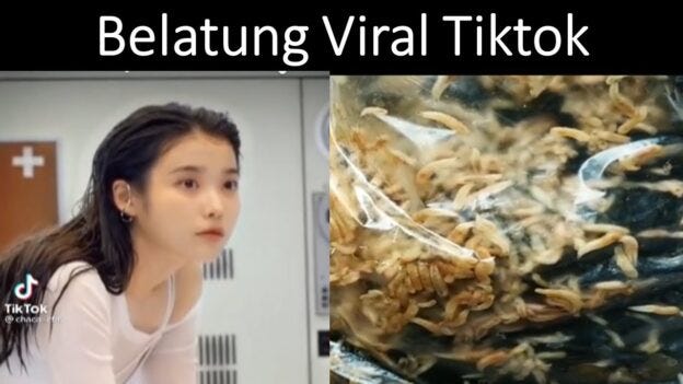 Maggot Video Goes Viral After Posting It On Twitter | by toah tech | Medium