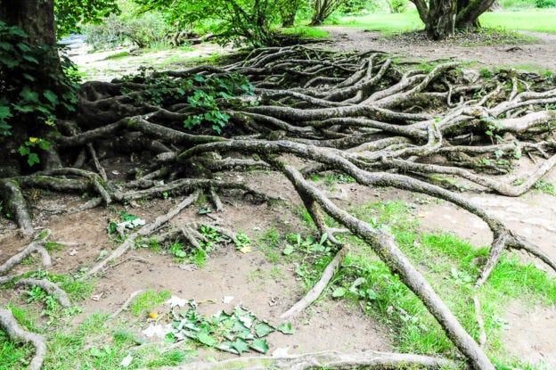 There are no root causes in complexity | by marcus jenal | Medium