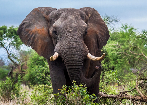 Advice from an Elephant. It’s a dreary Sunday morning and I’m… | by ...