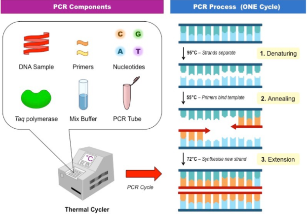 The Growing Biotechnology Behind DNA PCR and Gel Electrophoresis | by Miranda Trester | Medium
