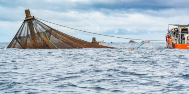 How Does Open Ocean Aquaculture Farm-Raised Cobia Compare to Wild ...