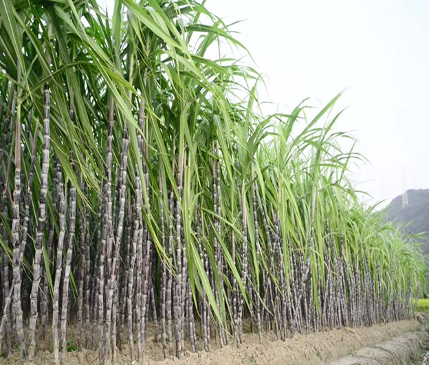 Sugar Cane Plantation