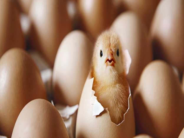 How do chicks breathe in eggs? - swastikedu - Medium
