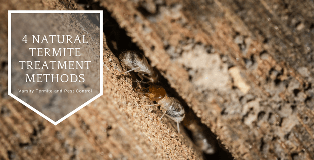 Termite Control Dandenong. Termites can damage the structure of… | by ...