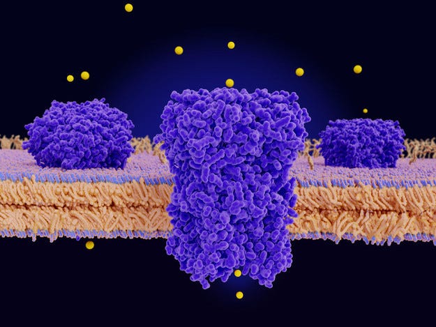 Newly discovered ion channel gene promises disease insights | by ...