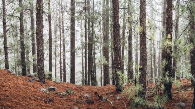 UNA AVENTURA EN EL BOSQUE. En la ciudad de Nueva York 6 chicos… | by ...