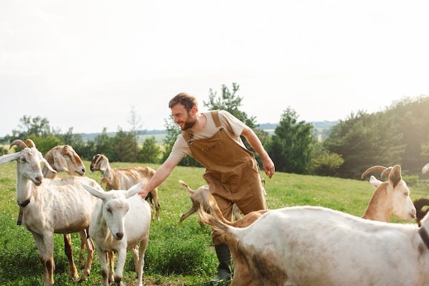 Bakri Palan Loan (Goat Farming Loan) | by FinFinance | Medium