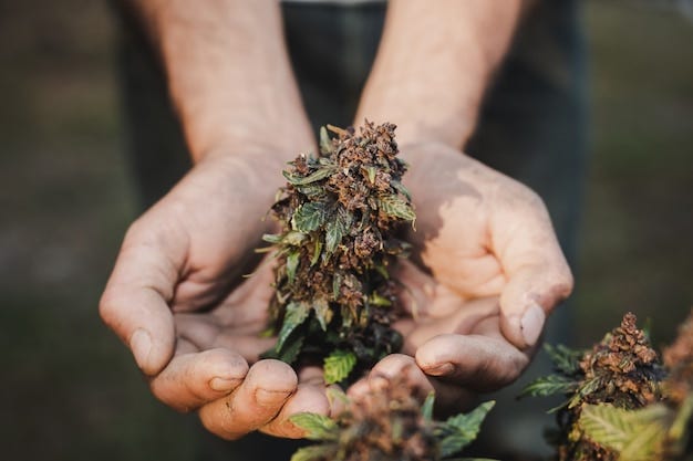 What is the Recovery Rate for Marijuana? | by Archway Recovery Homes ...