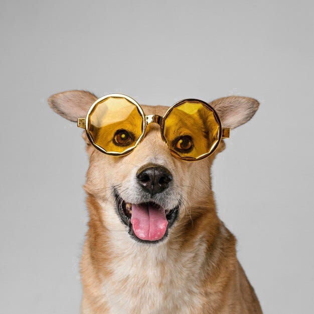 Advanced Dog Tricks & Commands — Dog Training Advice | by The Dog ...