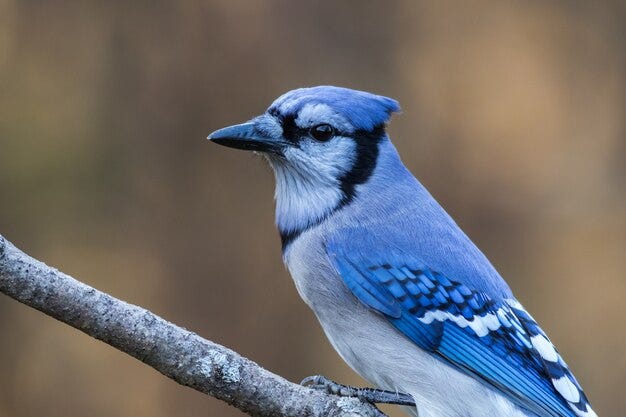 Types of Blue Birds in Minnesota | by The Animals Guide | Medium