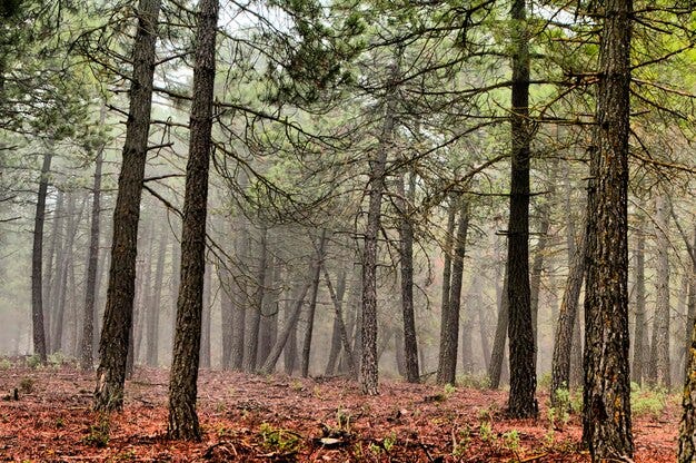 Random Forest: Harnessing the Power of Ensemble Learning | by Sumit ...