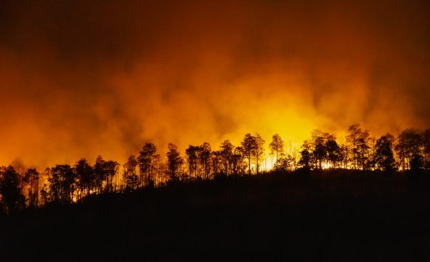 How does forest fire limit the CO2 levels in the atmosphere? | by ...