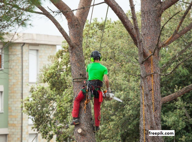 Essential Suggestions about Tree Lopping Gold Coast | by Touch Wood ...