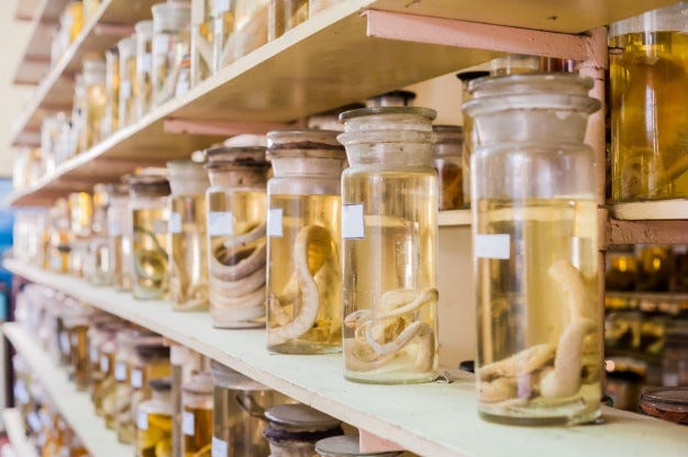 BODY WORLDS at the Houston Museum of Natural Science - Joel Bartsch ...