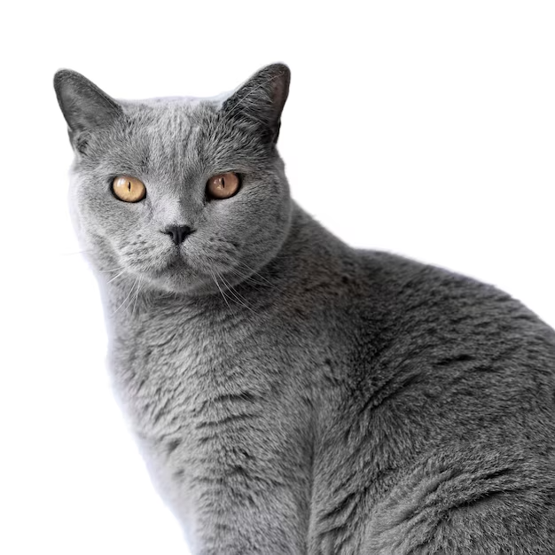 The Nebelung cat. The Nebelung cat is a breed of domestic… | by ...